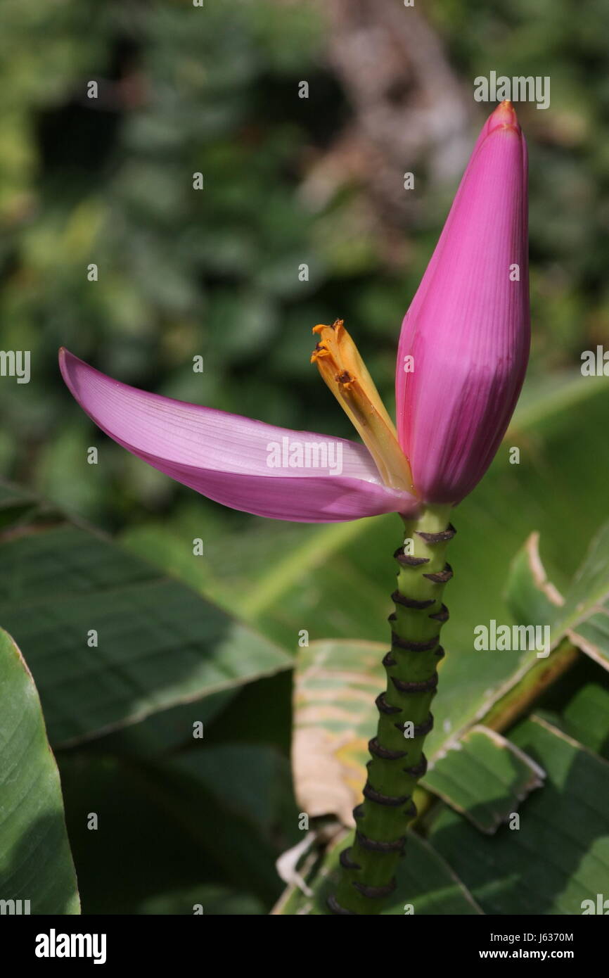 Fleur de bananier musa ornata Banque de photographies et d’images à ...