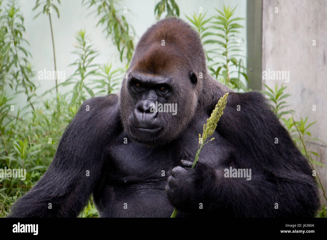 Mammifères Mammifères Mammifères gorille singe anthropoïde singes ...