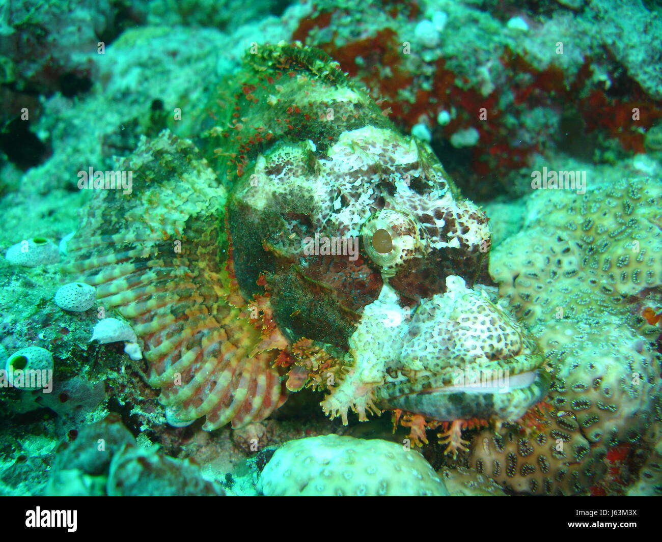 Plongée sous-marine poisson poisson poison poison plongée masque de ...