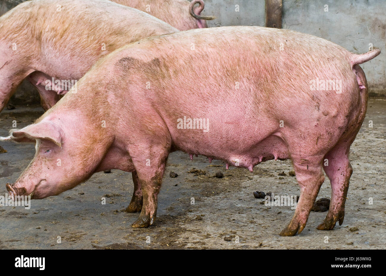 Race de porc domestique Banque de photographies et d’images à haute résolution - Page 2 - Alamy