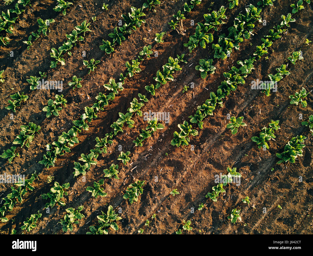 Vue aérienne de champ de betteraves à sucre agricoles cultivées, pov ...