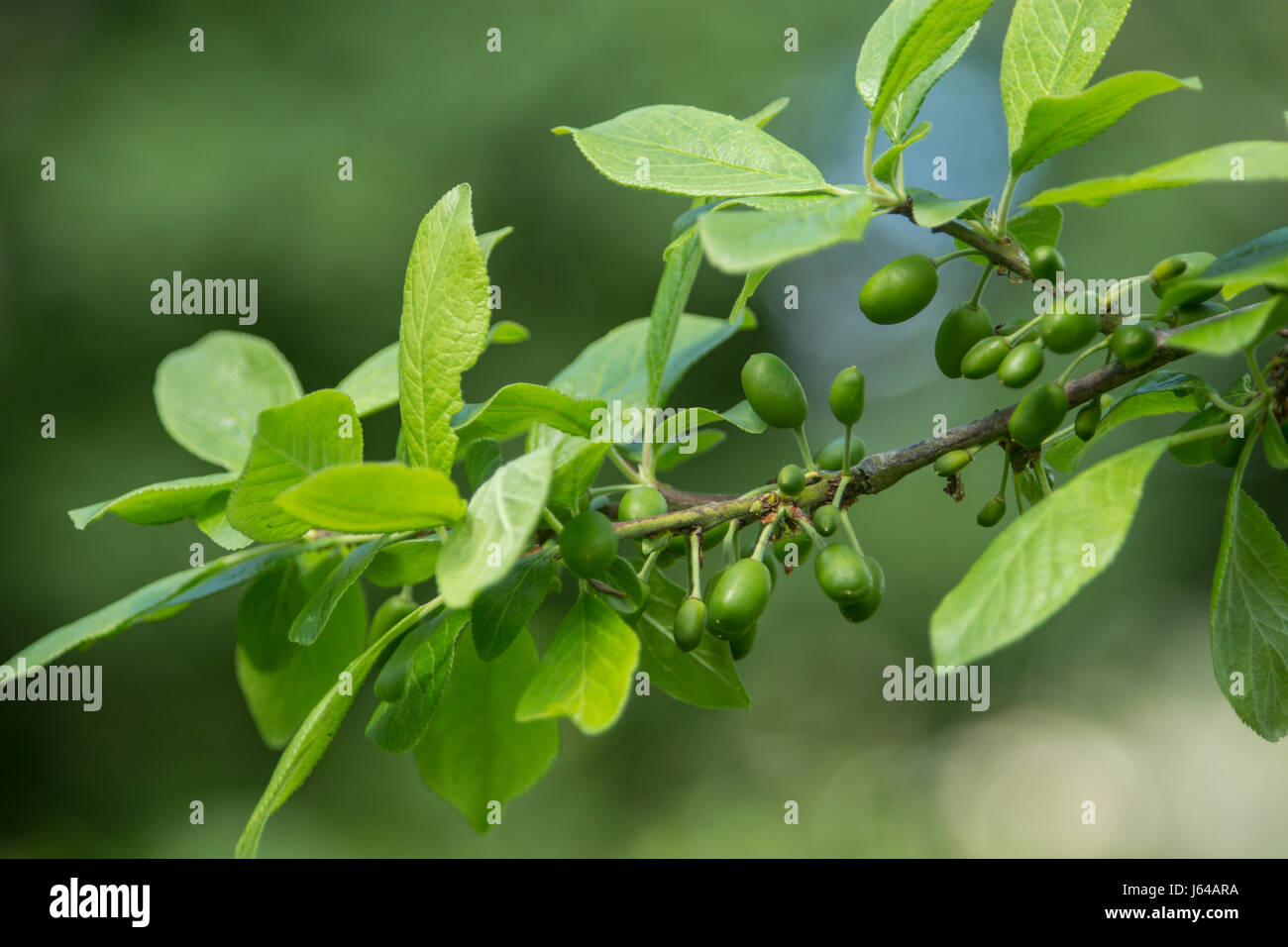 Prunus domestica victoria Banque de photographies et d’images à haute ...