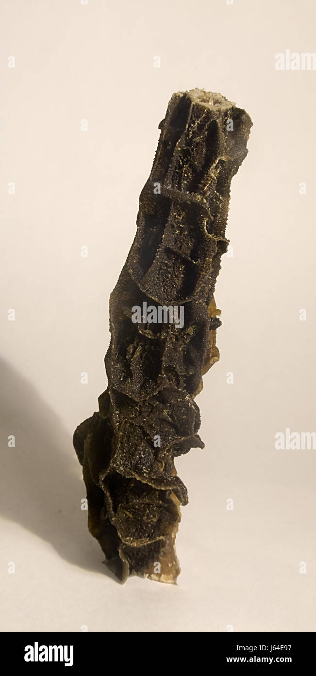 Rumen vache Banque de photographies et d’images à haute résolution - Alamy