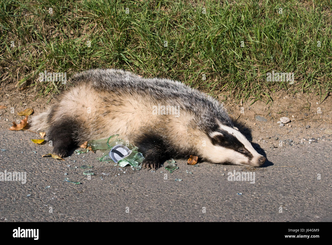 Mourir aux victimes de la route accident badger badger accident mort ...