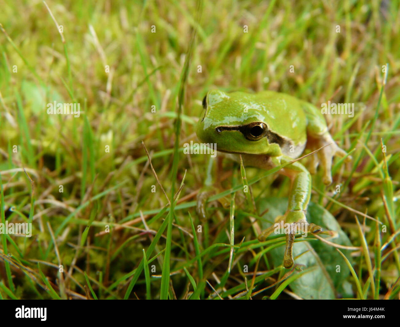 Grenouilles feuillage grenouilles Banque de photographies et d’images à ...
