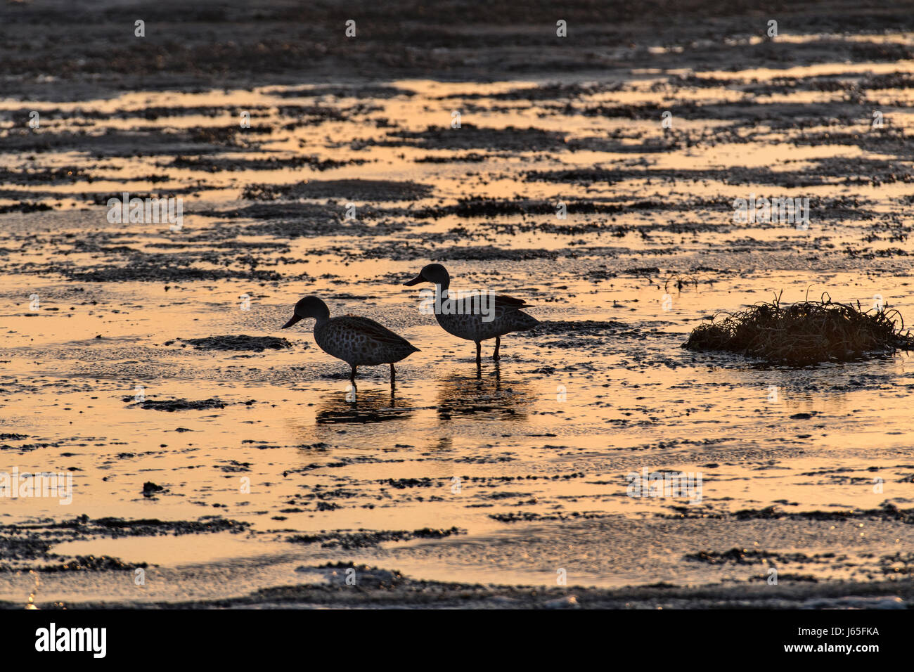 Dorob np Banque de photographies et d’images à haute résolution - Alamy