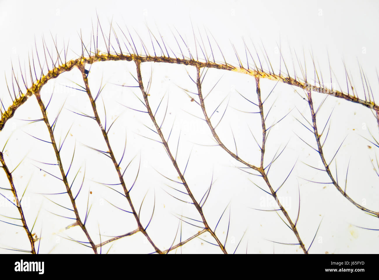 La forme des ailes d'Insectes Insectes Insectes mouche aile microscope ...