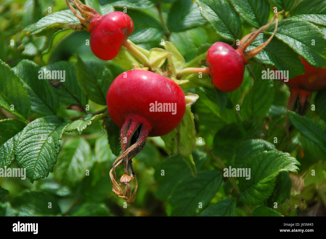 Oval fruit Banque de photographies et d’images à haute résolution - Alamy