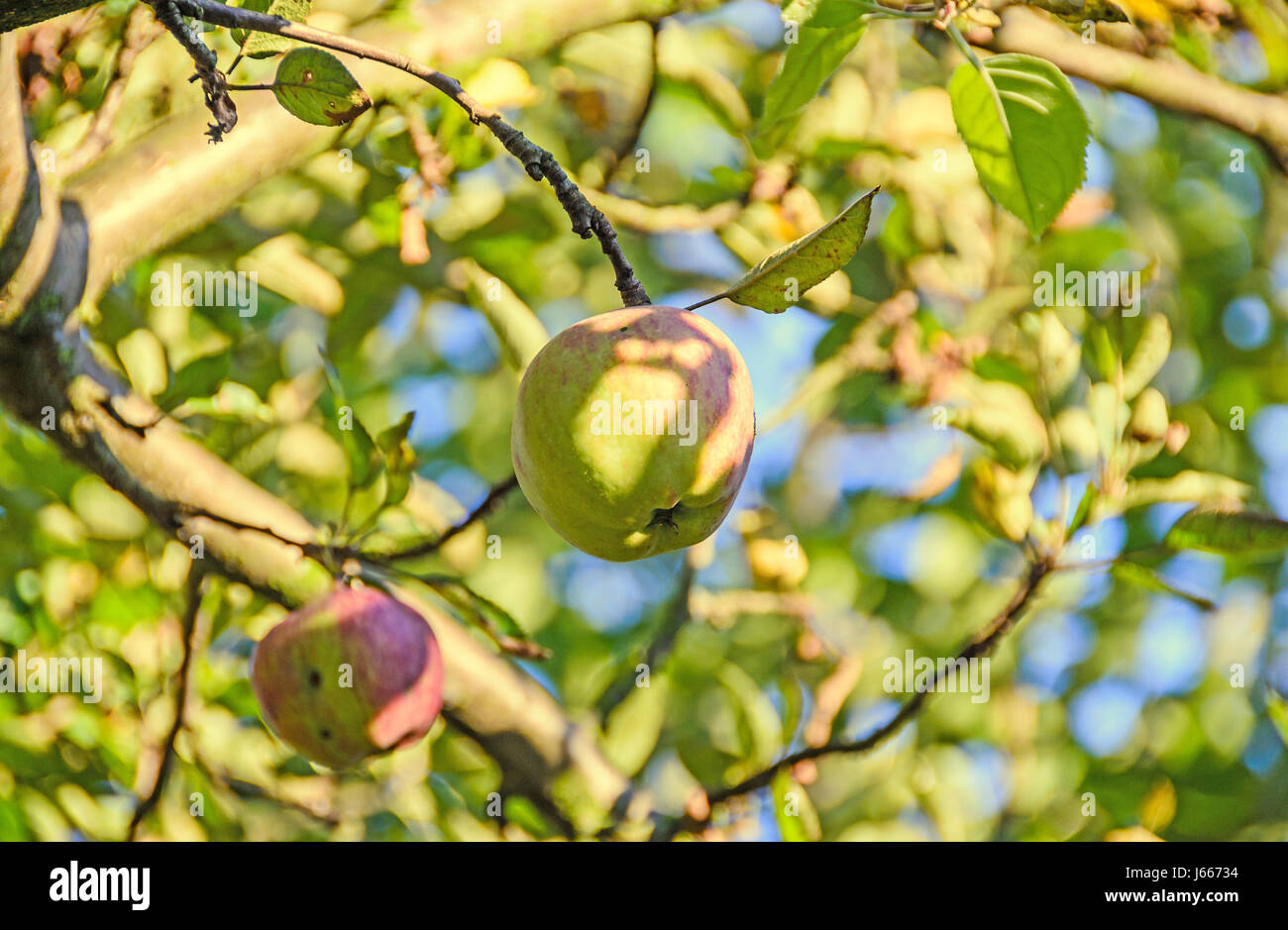 Rouge, jaune pommes dans l'arbre, branche de pommier. Le pommier (Malus ...