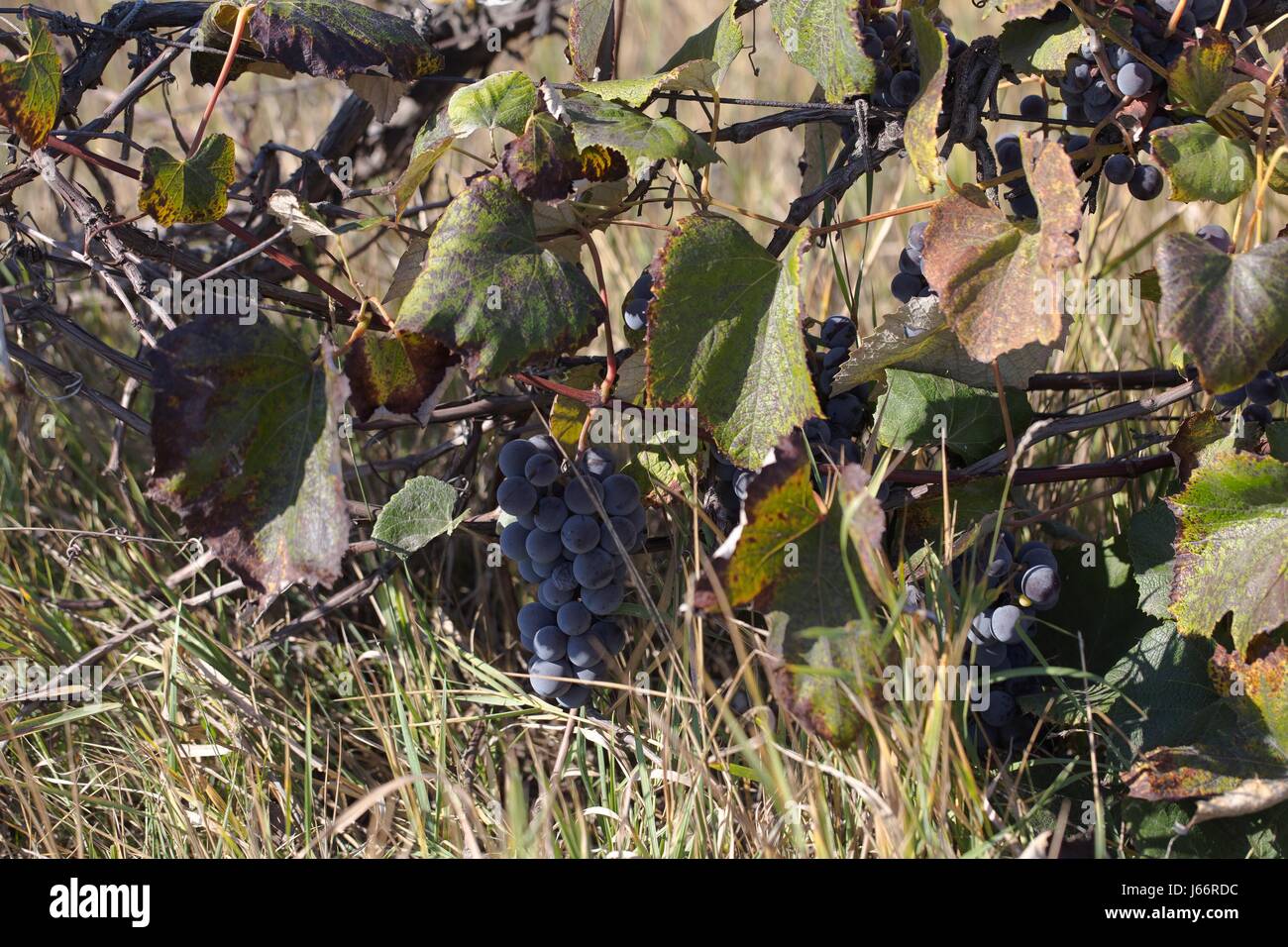 Vitis labrusca Banque de photographies et d’images à haute résolution ...