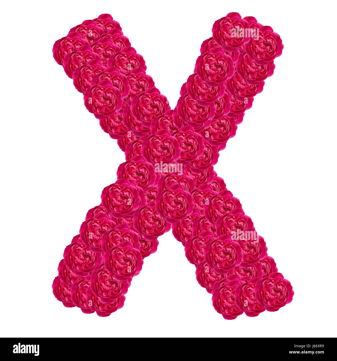 Alphabet Lettre X rose de damas avec ABC type de concept que logo isolé ...