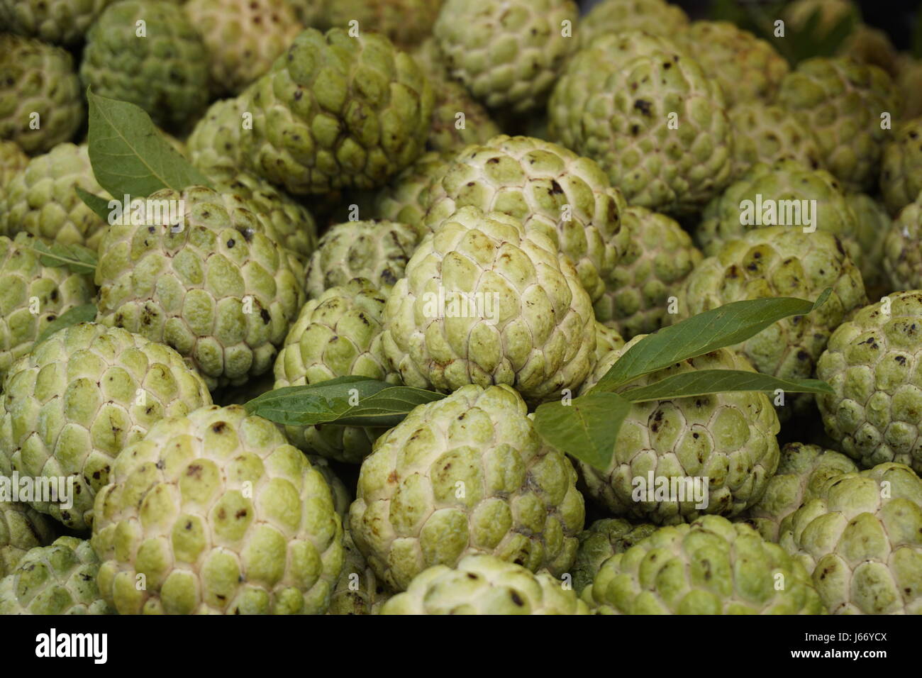 Sugar apple fruit fruits annona Banque de photographies et d’images à ...