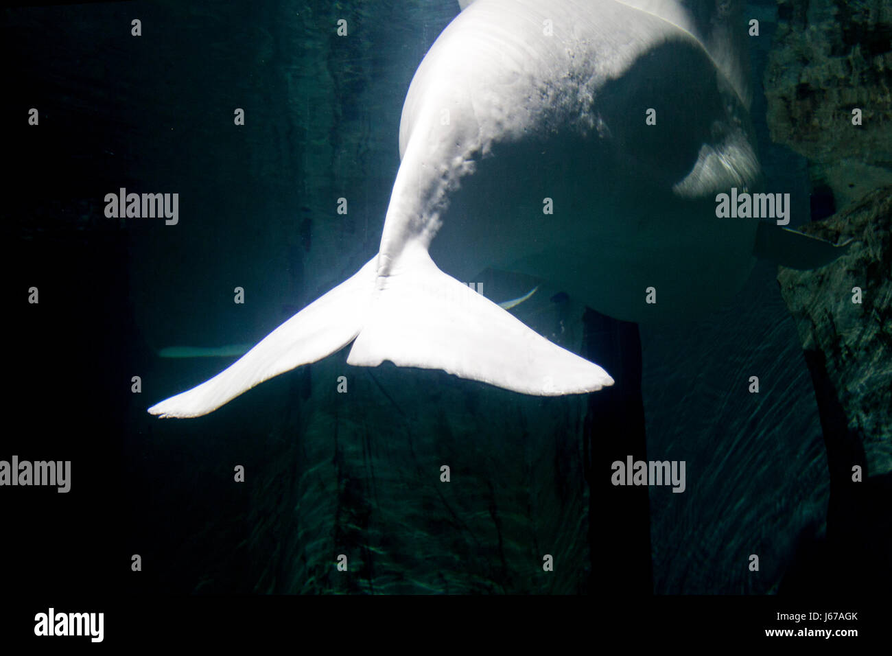 Beluga whale tail Banque de photographies et d’images à haute ...