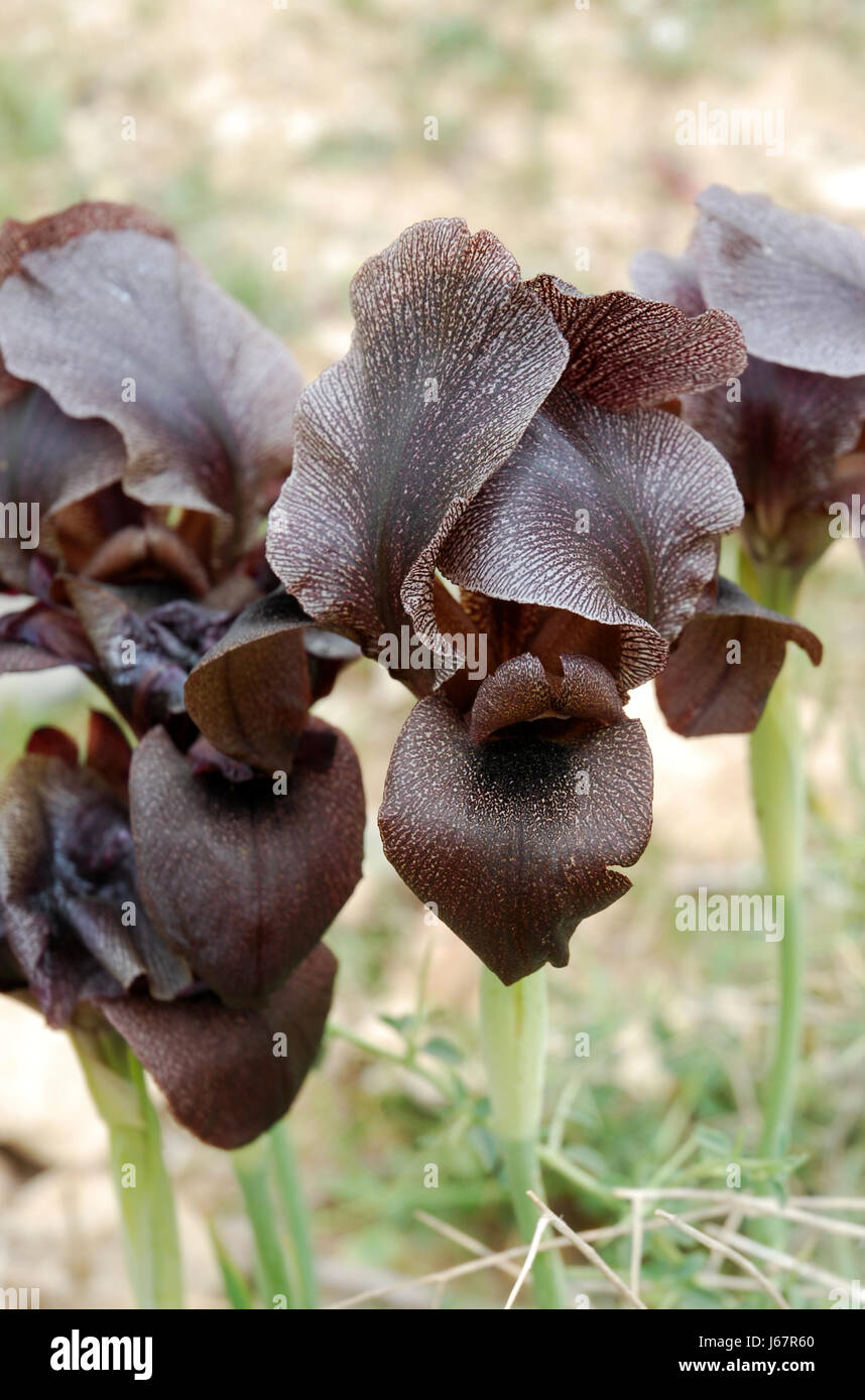 Black iris jordan Banque de photographies et d’images à haute ...