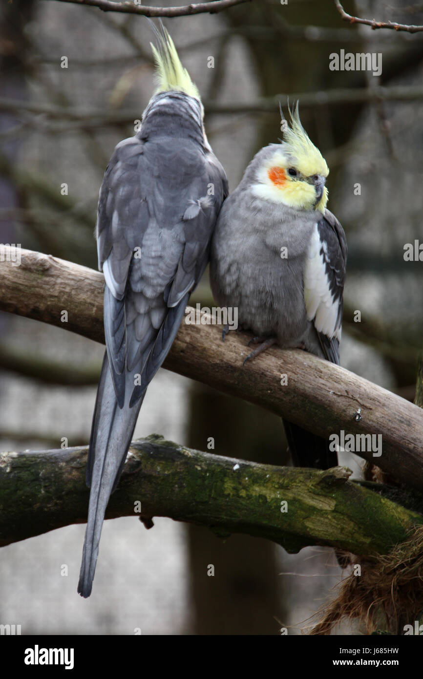 Perruche calopsitte oiseaux oiseaux deux oiseaux oiseaux faune duo ...
