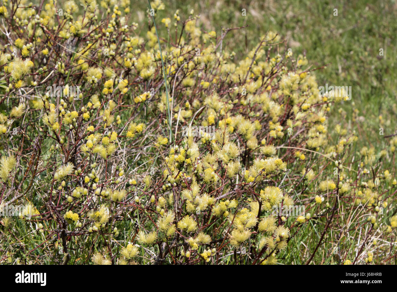Saule rampant (Salix repens) chatons Photo Stock - Alamy