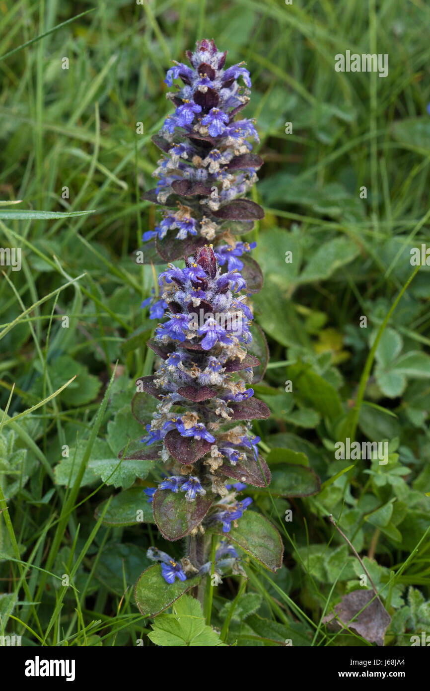 Bugle Plant Banque d'image et photos - Alamy