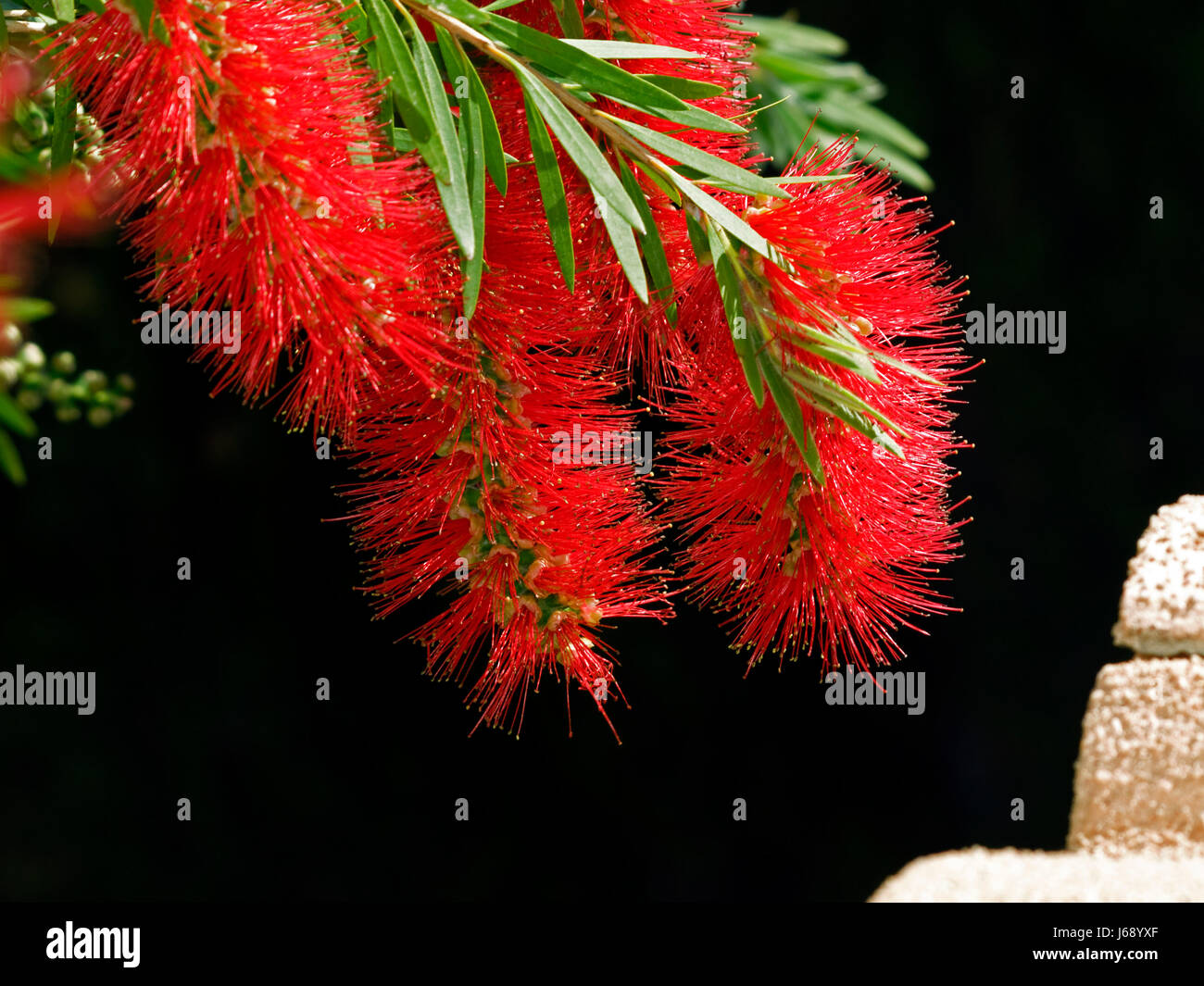 Callistemon Rigidus Banque d'image et photos - Alamy
