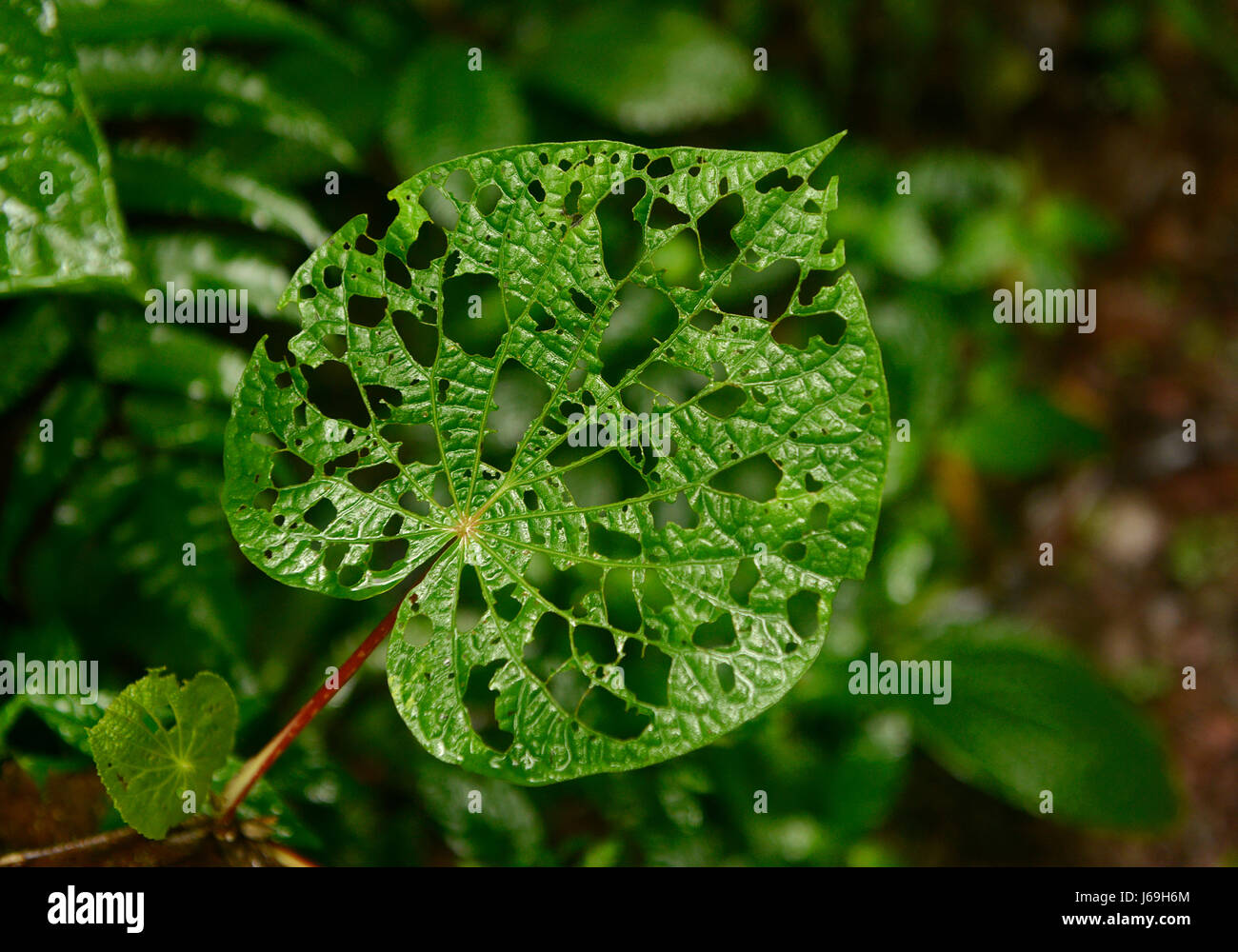 Piqûres de fourmis Banque de photographies et d’images à haute ...