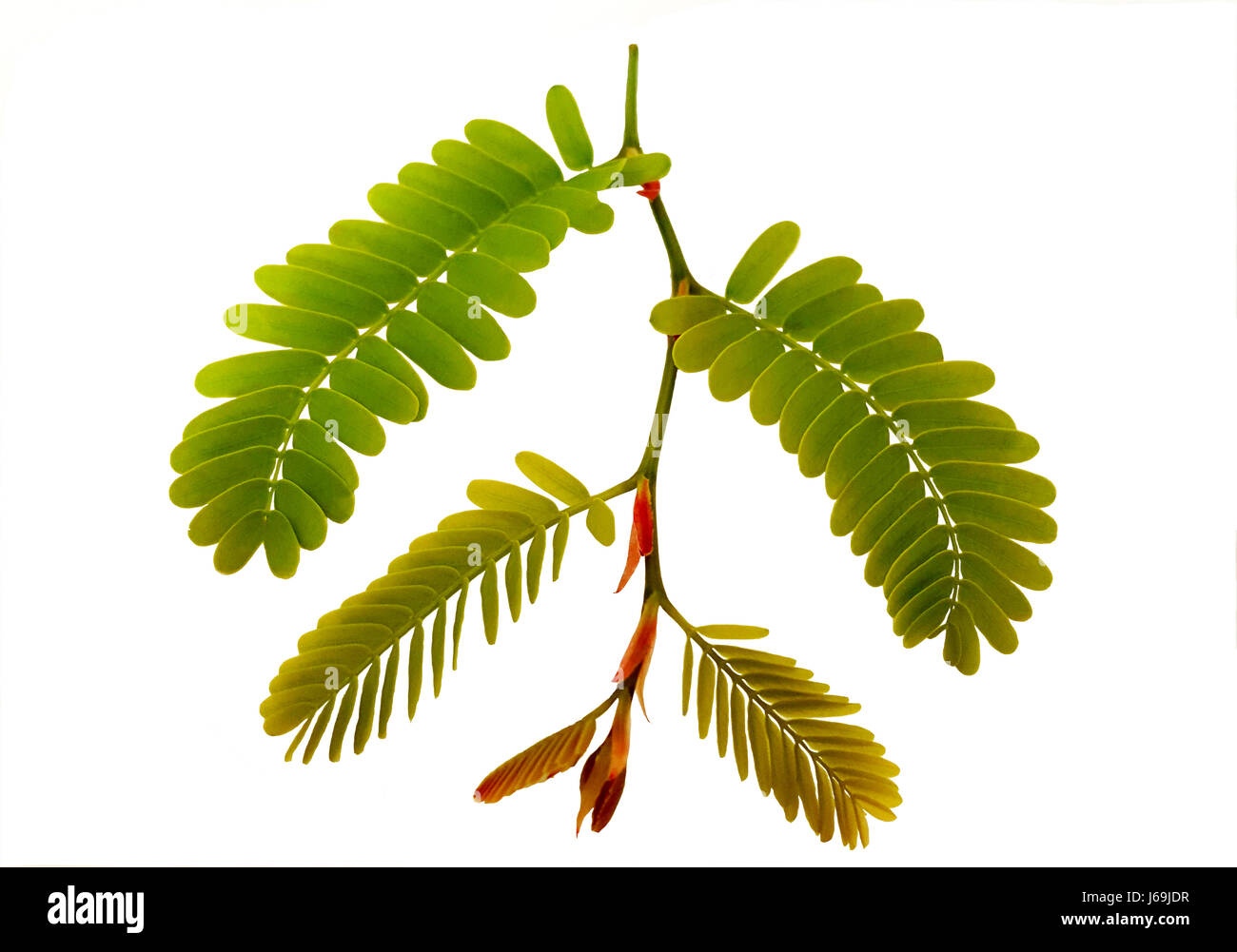 Le tamarin feuilles isolées sur fond blanc. Les feuilles de tamarin ...