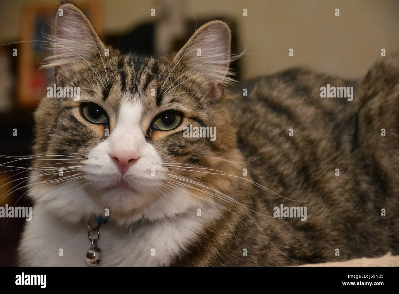 Chat images Banque de photographies et d’images à haute résolution - Alamy