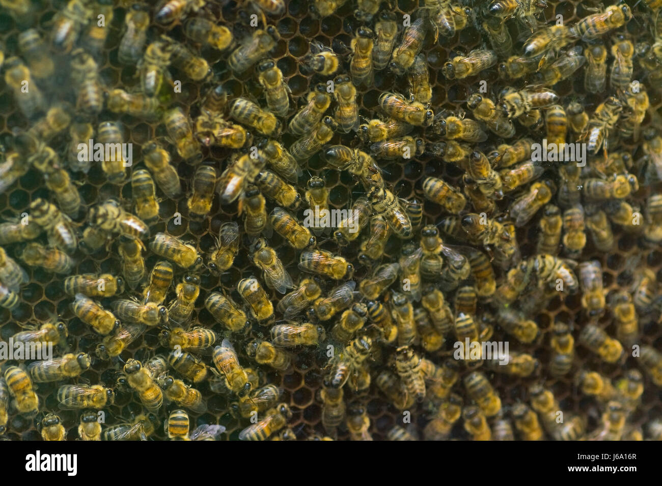 Insectes Insectes abeilles animaux animaux abeille abeille Abeilles ...