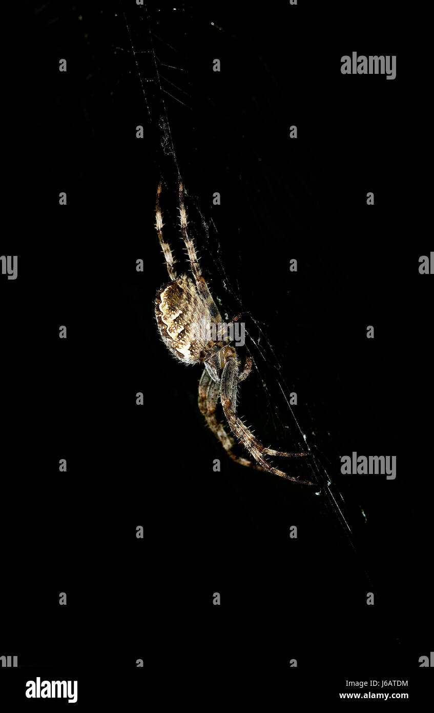 Filet araignée araignée araignée araignée araignée net spin web web ...