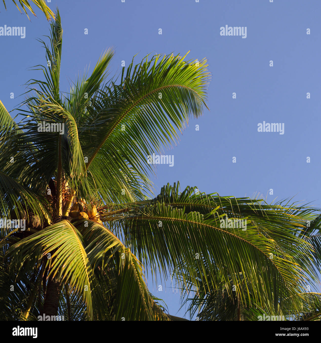 Arbre arbres amérique centrale arbre tropical palm palmiers tropiques ...