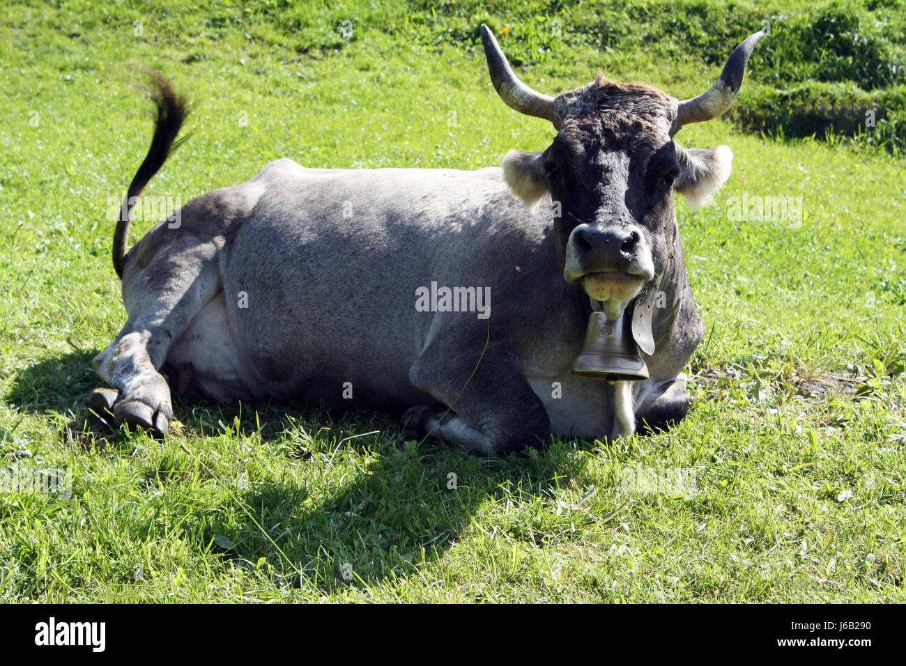 Lait de vache l'été prés summerly fromagerie La Vache laitière alpine ...