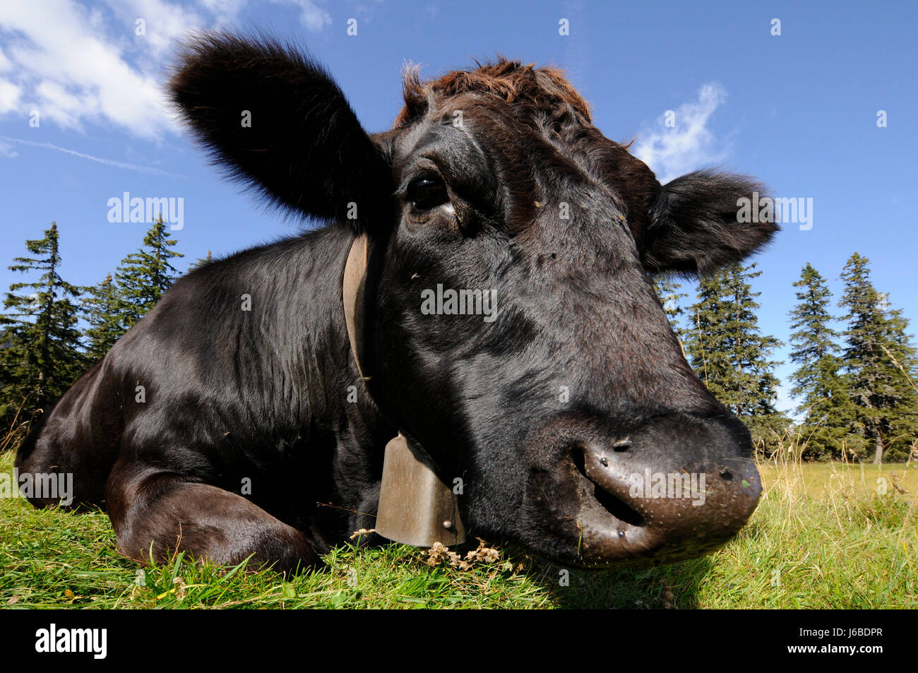 Vache de montagne noire Banque de photographies et d’images à haute ...