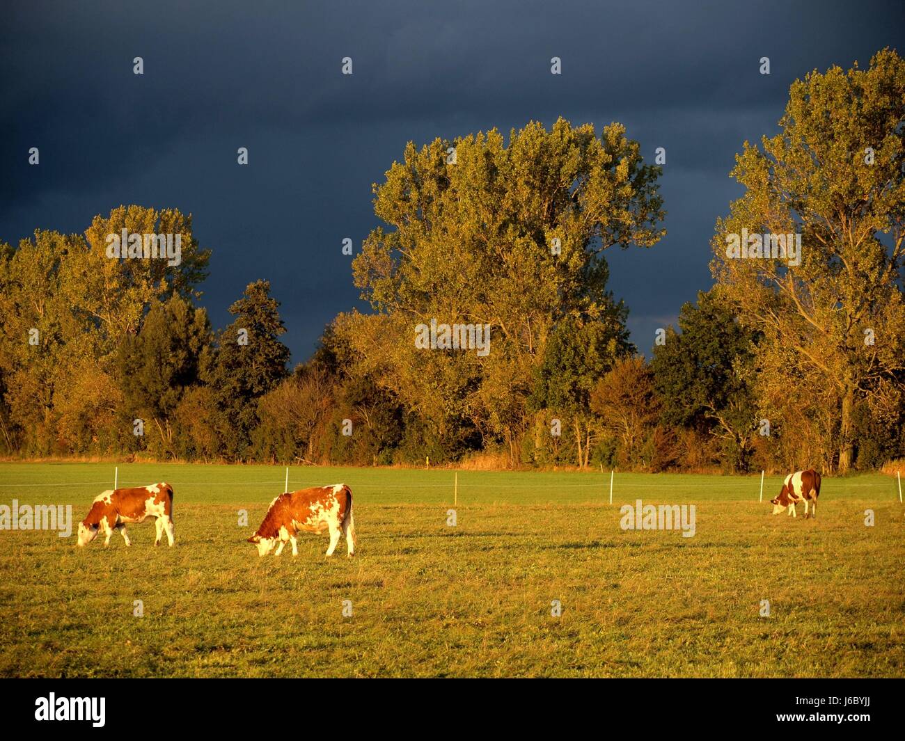 Vaches vaches prairie pâturage Agriculture agriculture willow pâturage ...