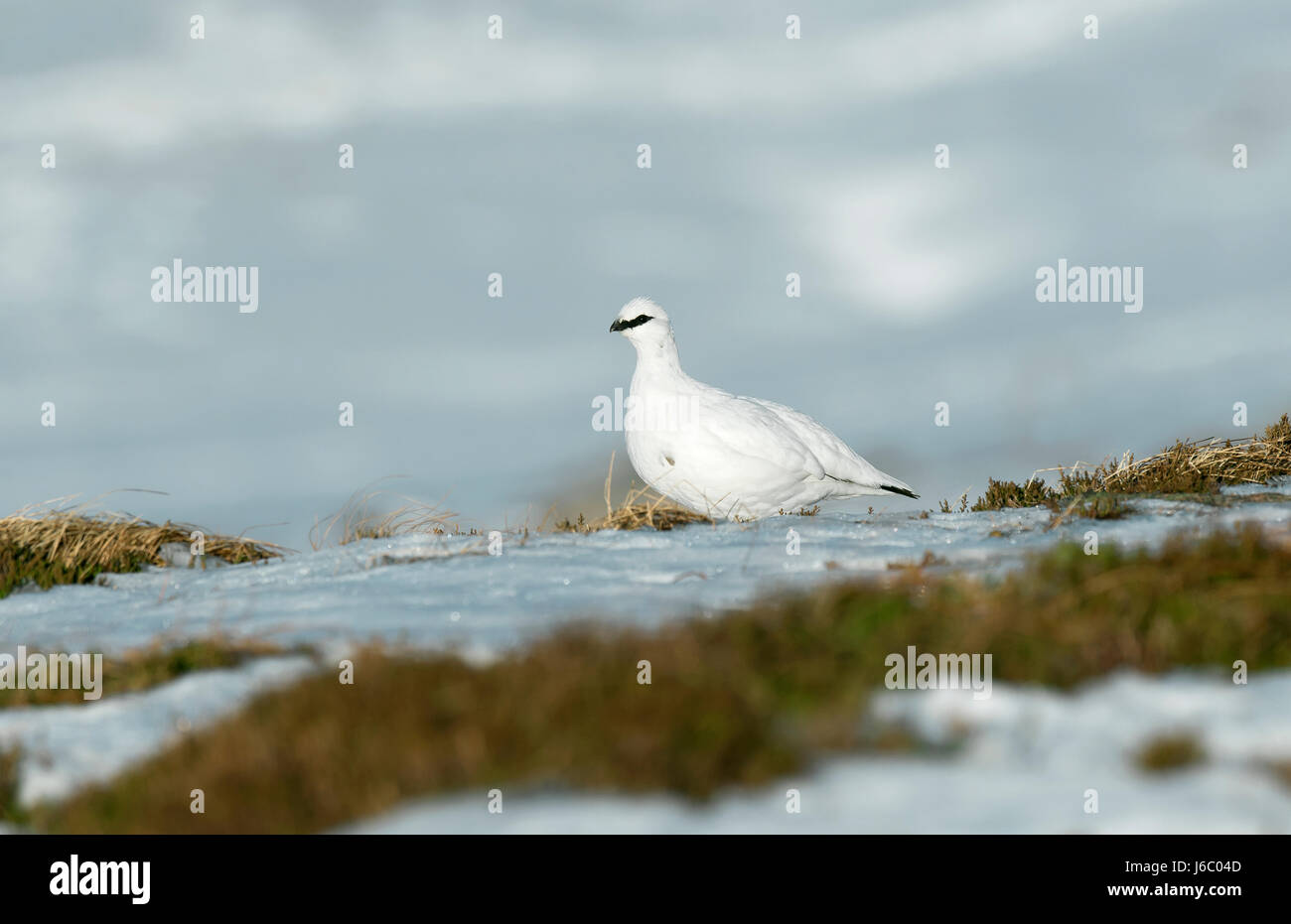 Lagopus mutus Banque de photographies et d’images à haute résolution ...