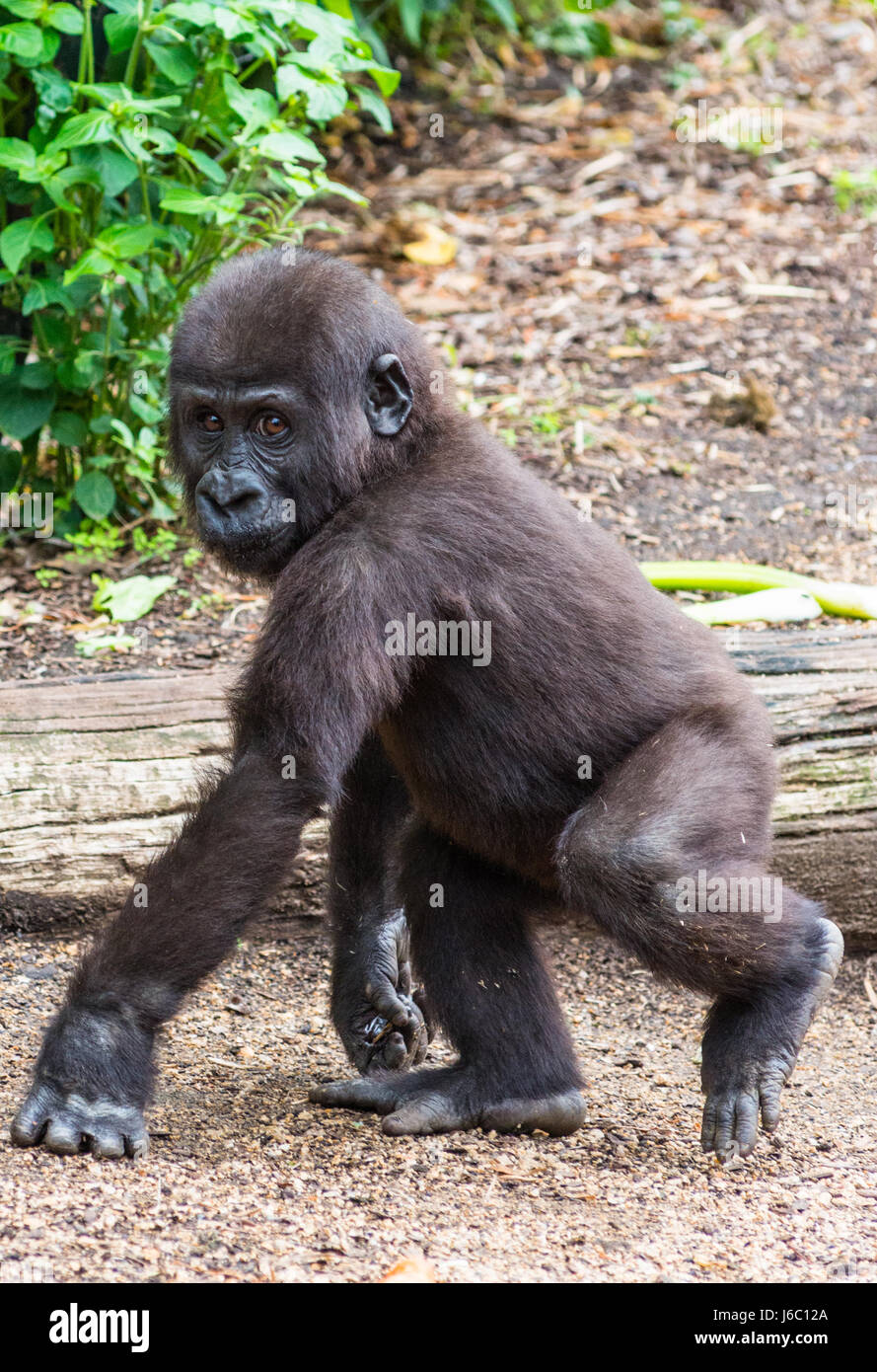 Baby gorilla funny cute Banque d'image et photos - Alamy