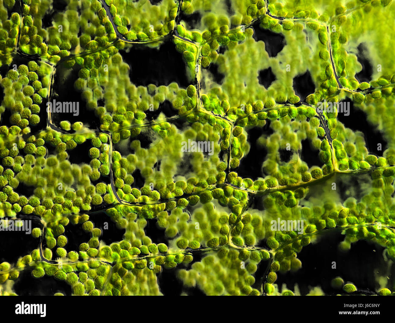 La photosynthèse de la chlorophylle chlorophylle cellules biomasse ...