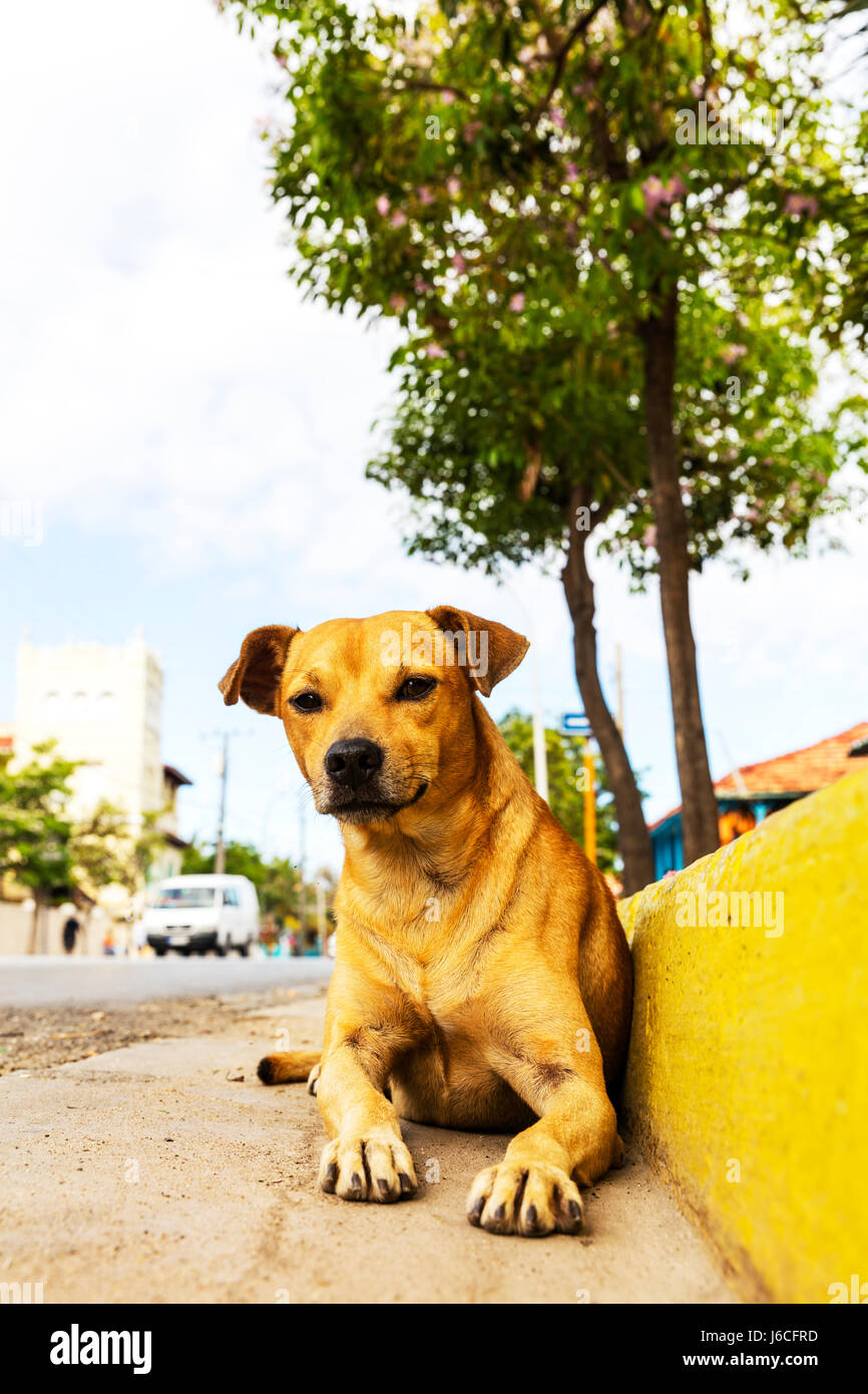 Chien errant dans la rue de la havane Banque de photographies et d ...