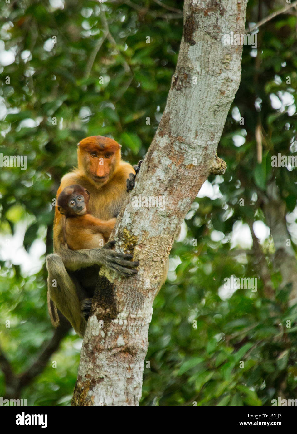 La femelle singe proboscis avec un bébé est assis sur un arbre dans la ...