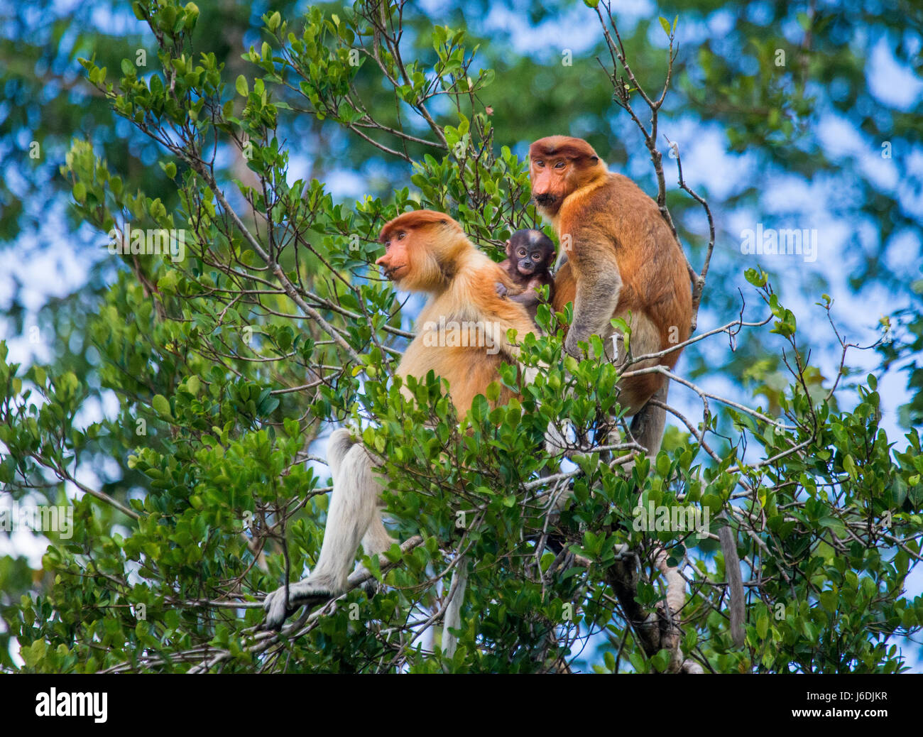 Famille de singes proboscis assis dans un arbre dans la jungle ...