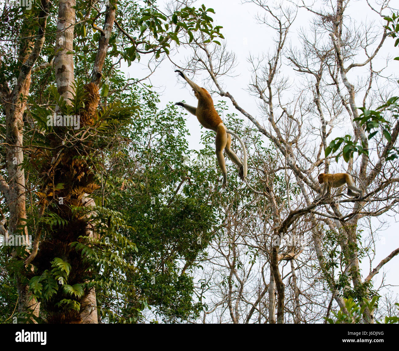 Proboscis monkey jumping from tree Banque de photographies et d’images ...