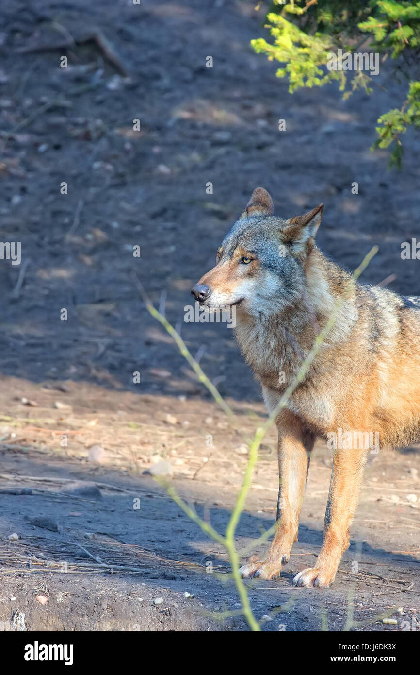 Loup dans la forêt, un portrait Photo Stock - Alamy