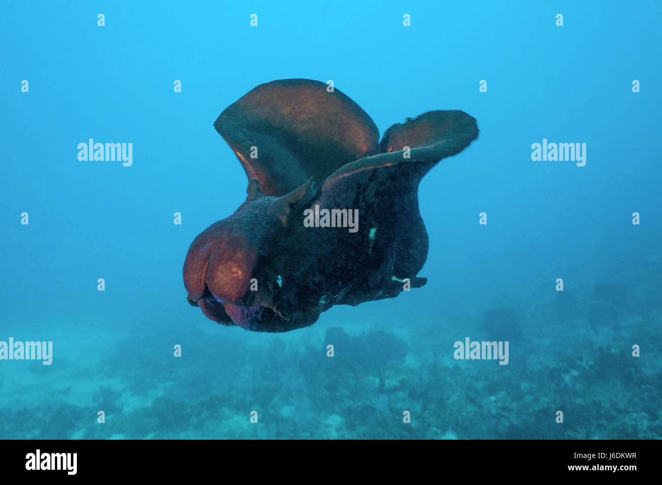 Lièvre de mer Banque de photographies et d’images à haute résolution ...
