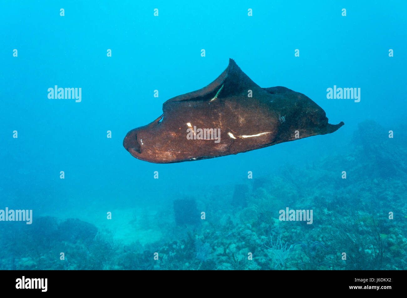 Lièvre de mer noire atlantique Banque de photographies et d’images à ...