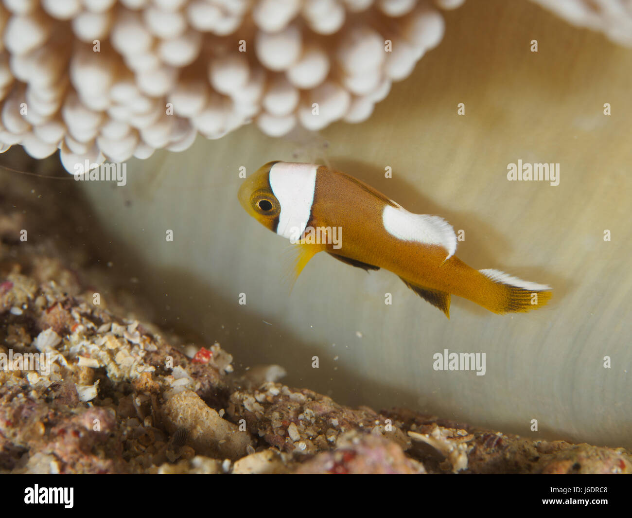 Bébés poissons clowns Banque de photographies et d’images à haute ...