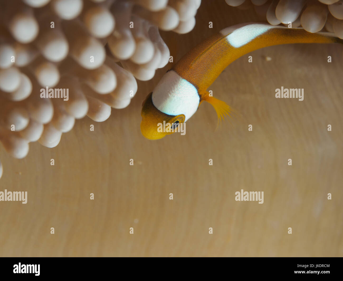 Bébés poissons clowns Banque de photographies et d’images à haute ...
