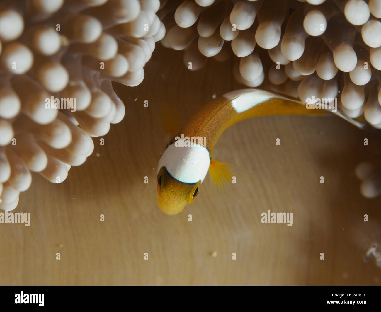 Bébés poissons clowns Banque de photographies et d’images à haute ...