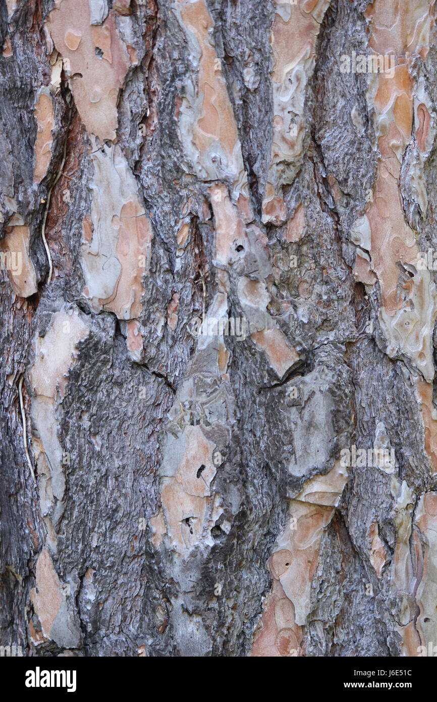Texture de pin Banque de photographies et d’images à haute résolution ...