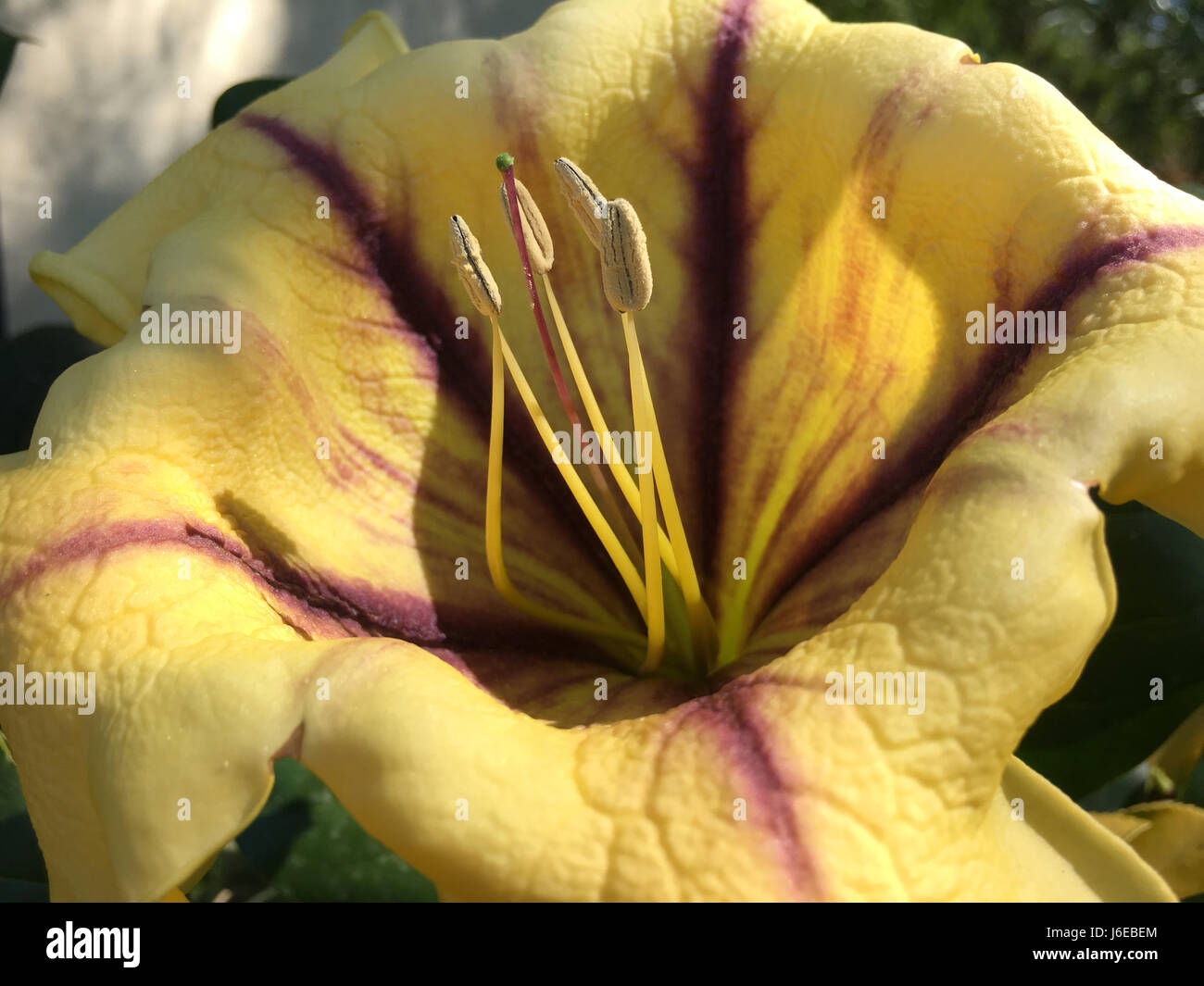 Fleurs en forme de calice Banque de photographies et d’images à haute ...