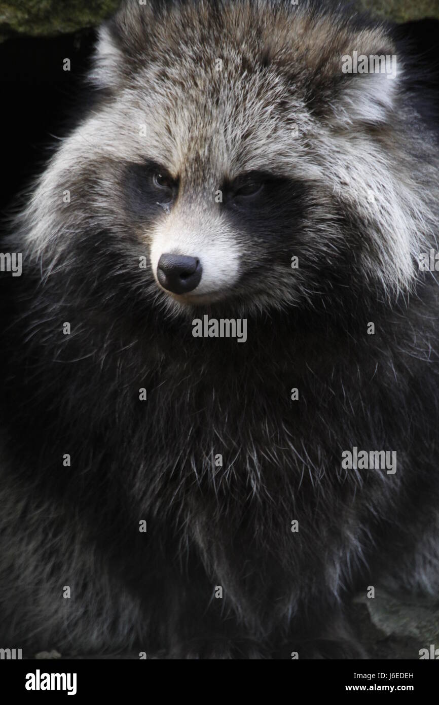 Marderhund enok animal Banque de photographies et d’images à haute ...