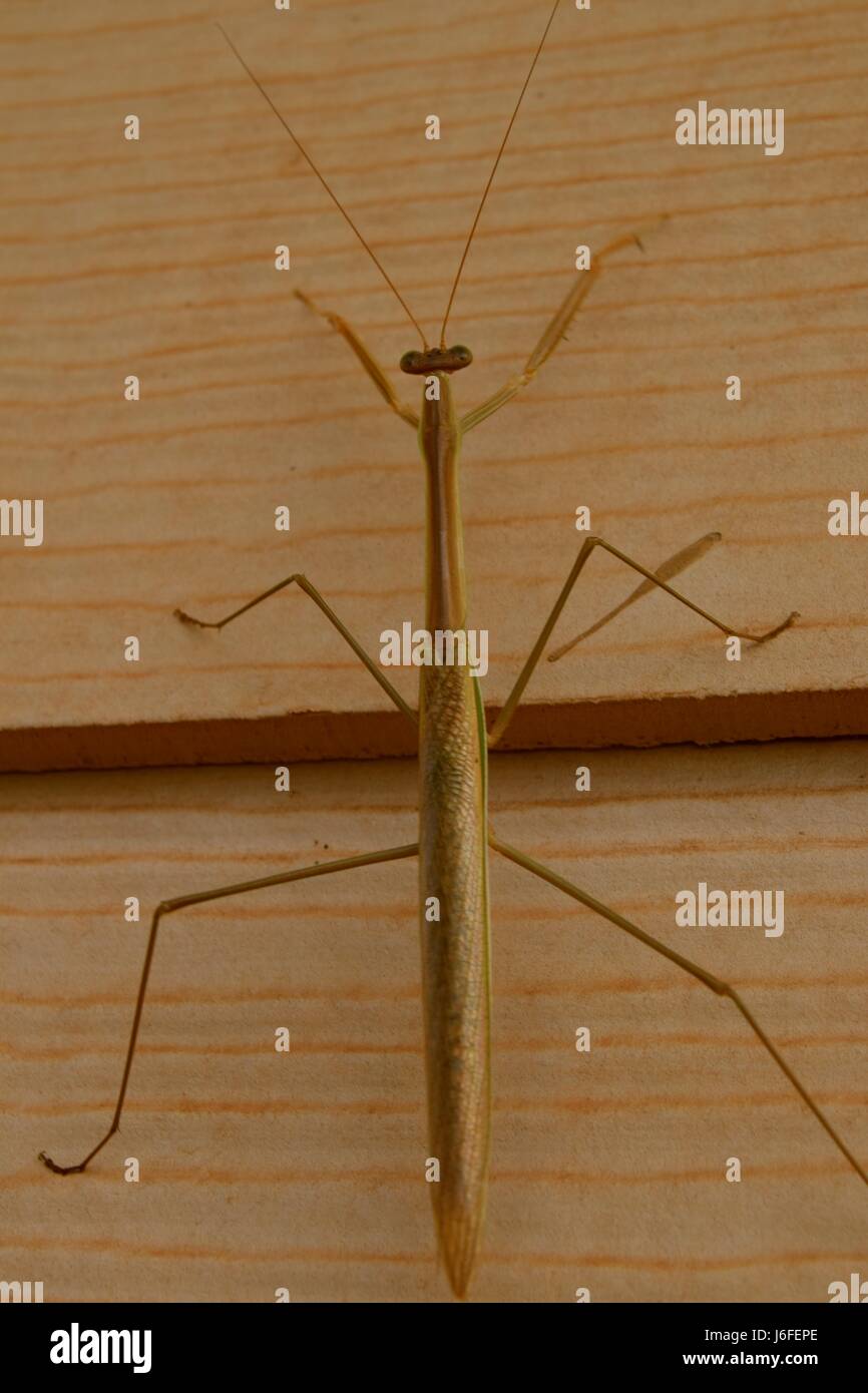 L'insecte le plus long au monde, le stick bug, aka : sauterelle de ...