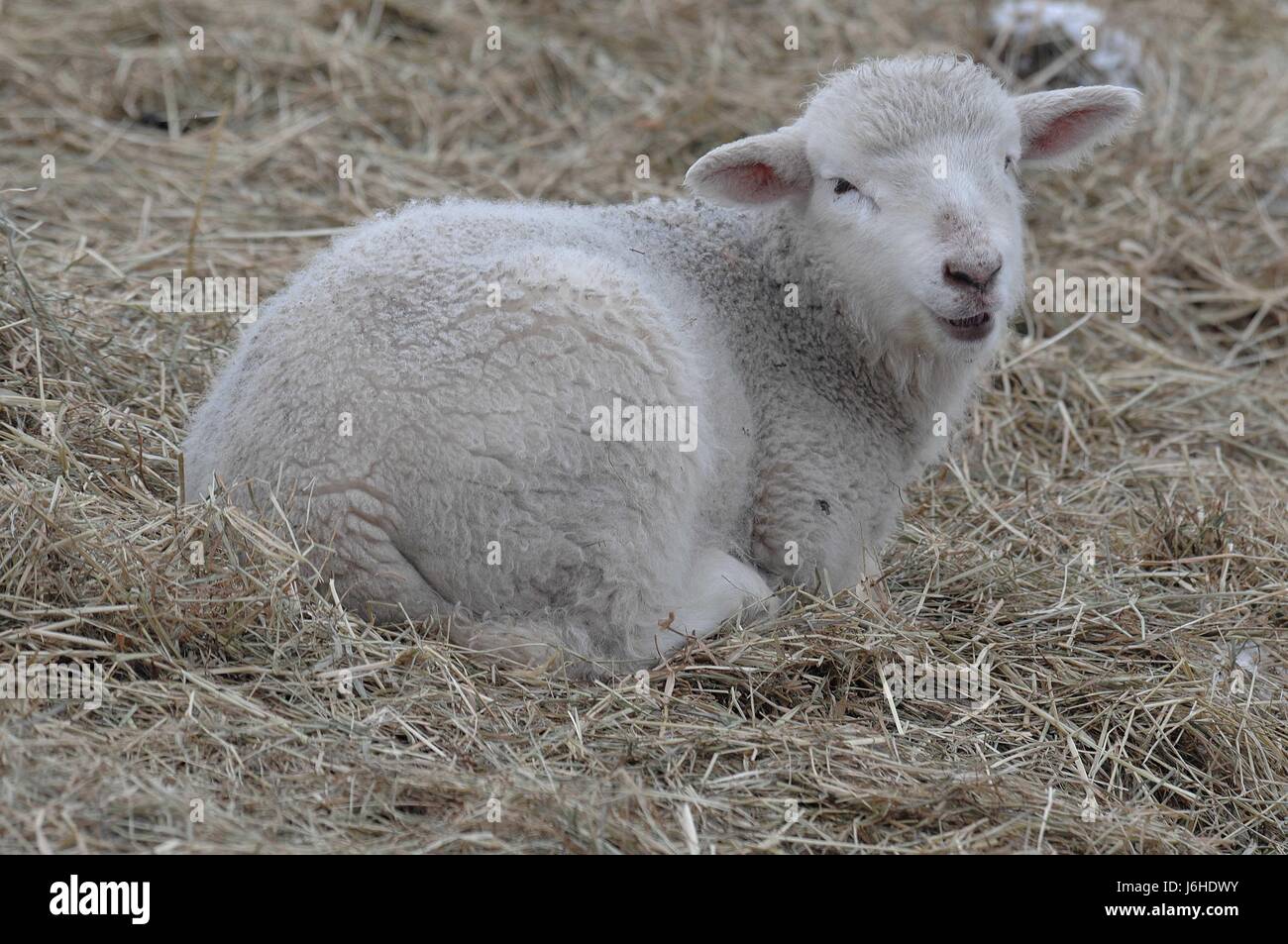 Petit mouton Banque de photographies et d’images à haute résolution - Alamy