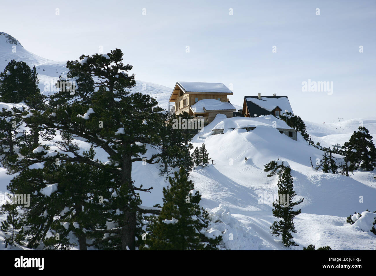 Arbre arbres neige hiver cocaïne coke drogue drogues toxicomanogènes ...